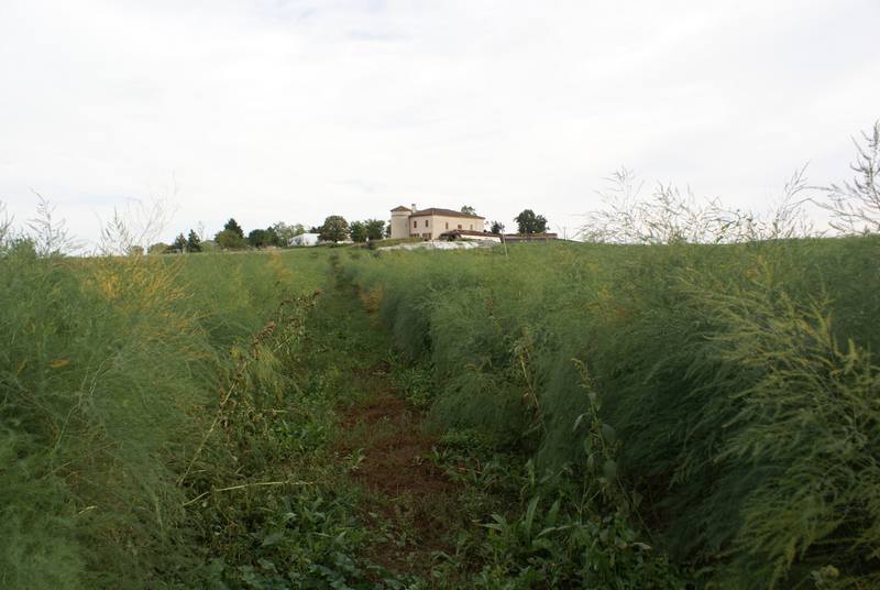 Le cycle de l'asperge | www.aspergesvertesdelginest.fr